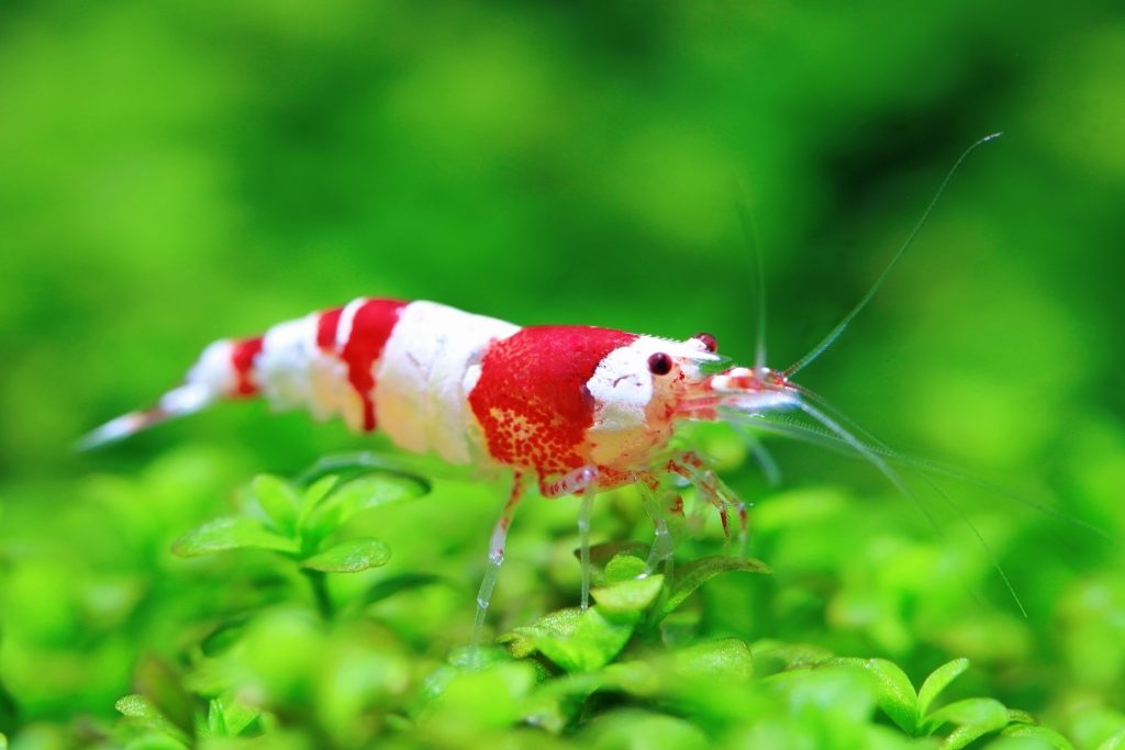 What You Should Know About Including Shrimp in a Fish Tank - Seatech ...