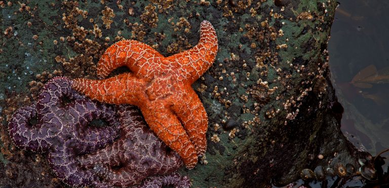 17 Facts about Starfish and How to Care for Them in Home Aquariums ...