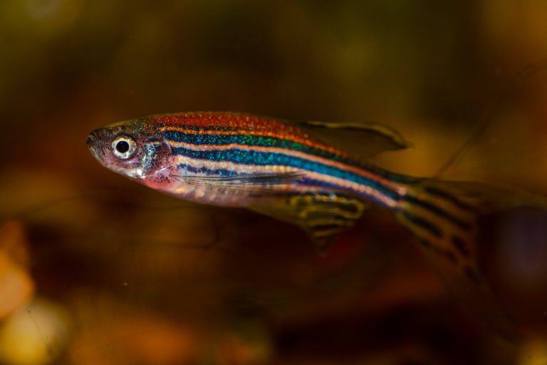 Nano Tank Fish: Most Popular Species | Seatech Aquariums